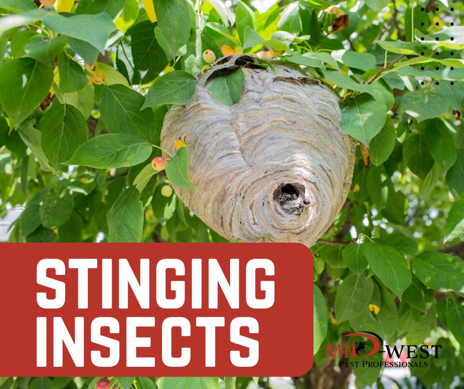 Stinging Insects: What You Need to Know to Stay Safe – Mid-West Pest ...